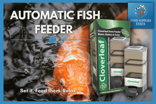 Automatic Fish Feeders for Koi & Pond Fish | Benefits & Buying Guide ...