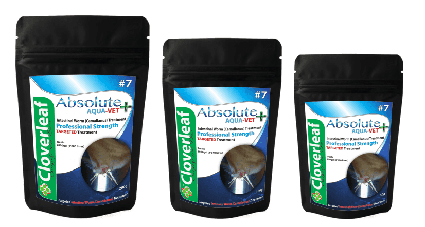 Cloverleaf Intestinal Worm (Camallanus) AquaVet Treatment – Pond ...